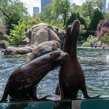Field Trips - Central Park Zoo