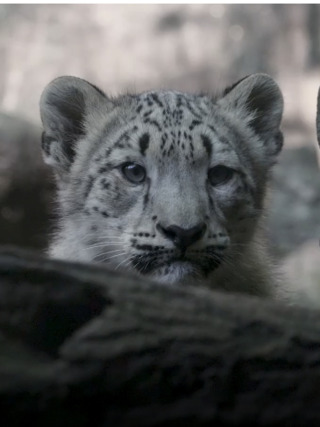 WCS Instagram - WCS.org