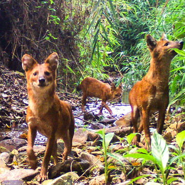 Camera Trap Highlights - WCS.org