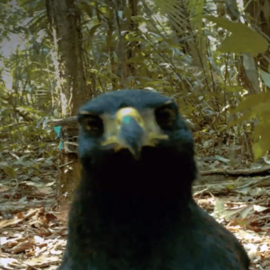 Camera Trap Highlights - WCS.org