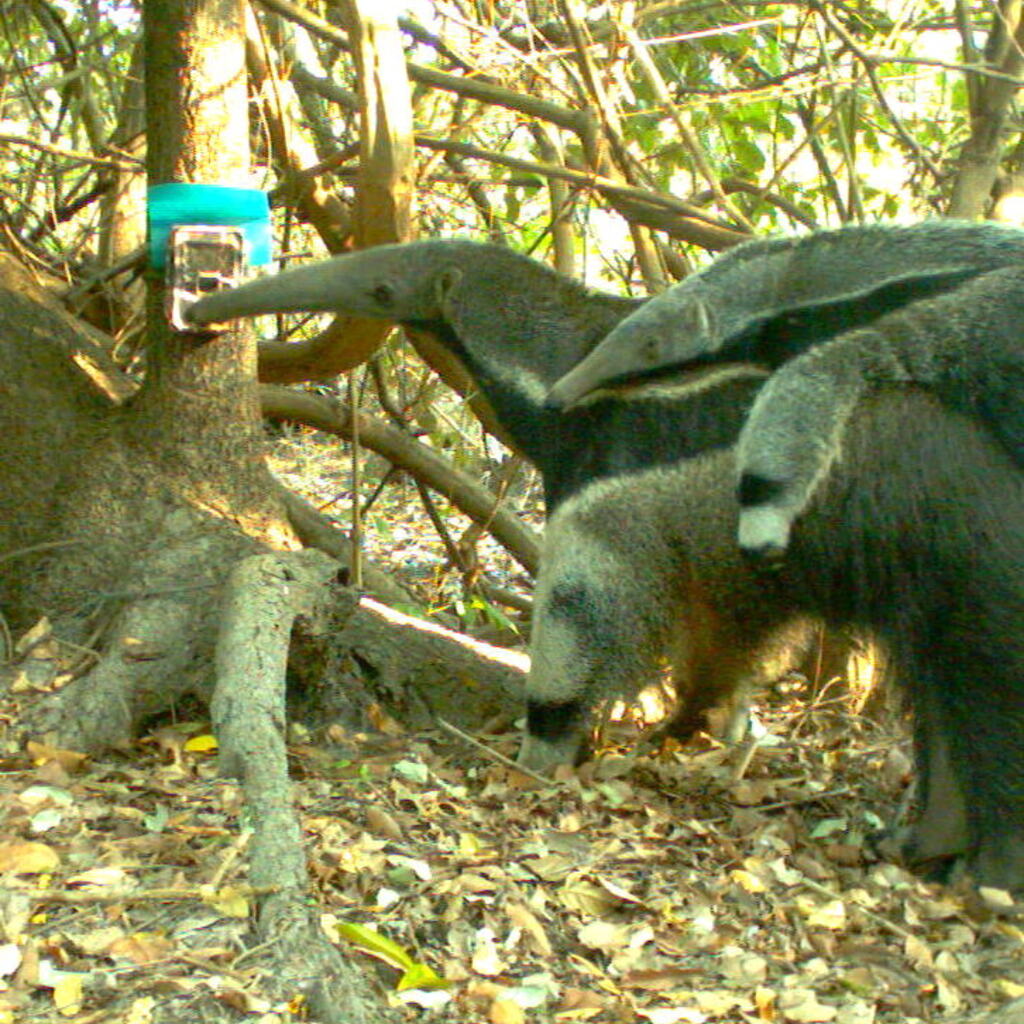 Camera Trap Highlights - WCS.org