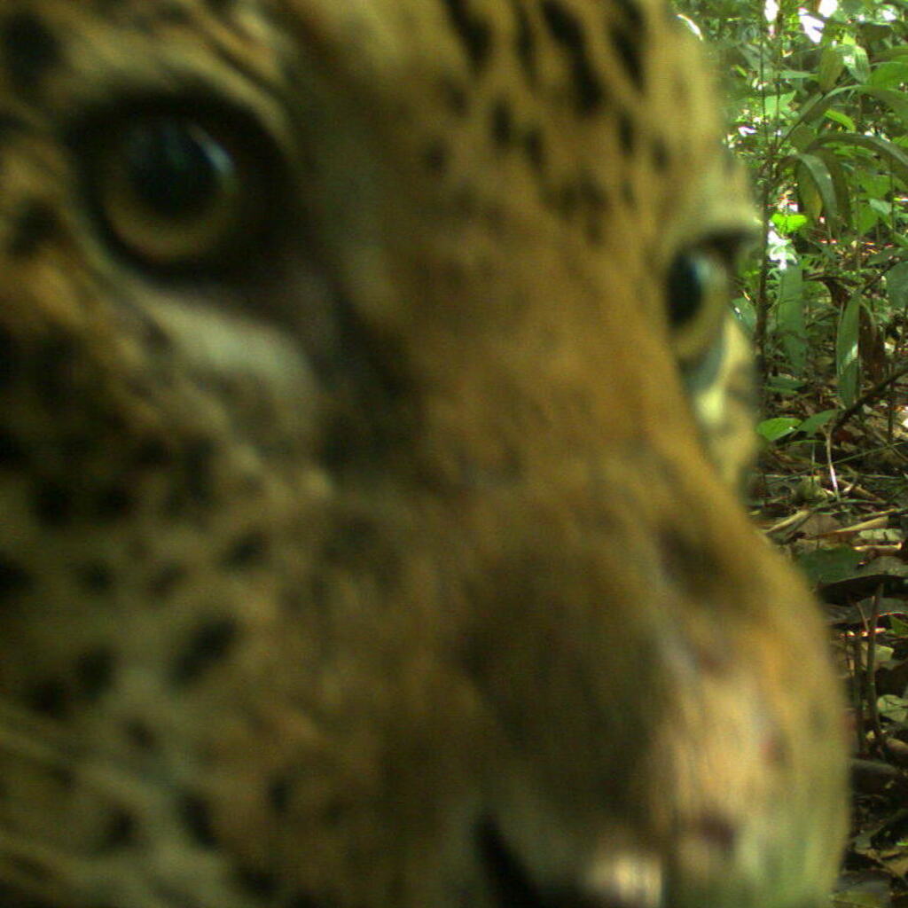 Camera Trap Highlights - WCS.org