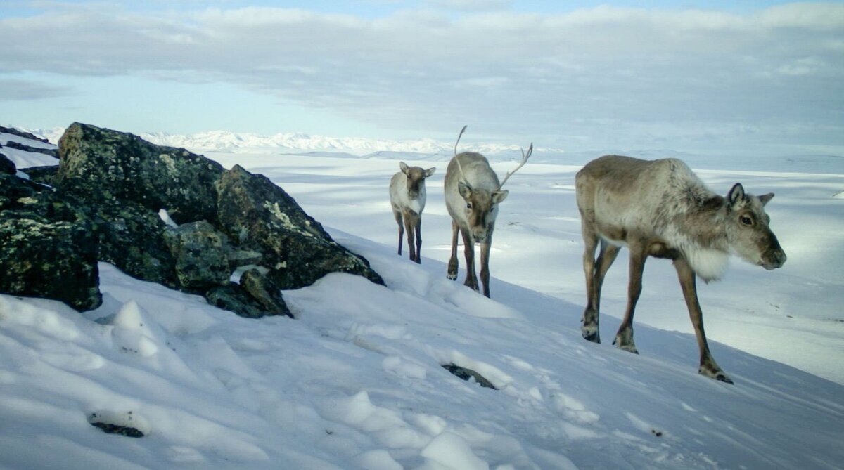 Five Fascinating Reindeer Facts - WCS.org