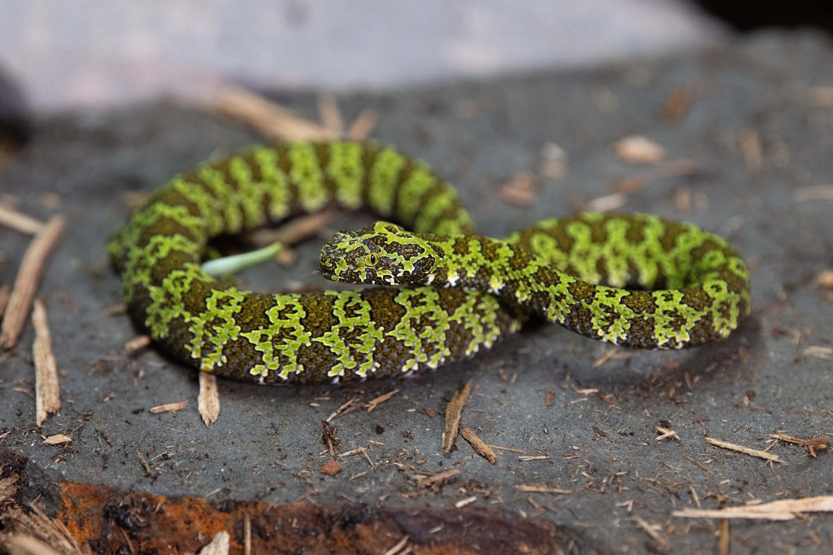 Our 17 Favorite Wildlife Images of 2023 - WCS.org