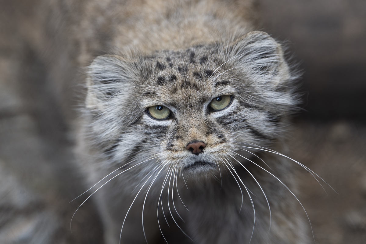 Our 17 Favorite Wildlife Images of 2023 - WCS.org
