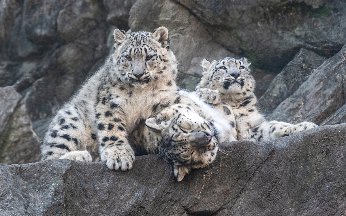 How to Have a Spectacular Spring & Summer at the Bronx Zoo - Bronx Zoo