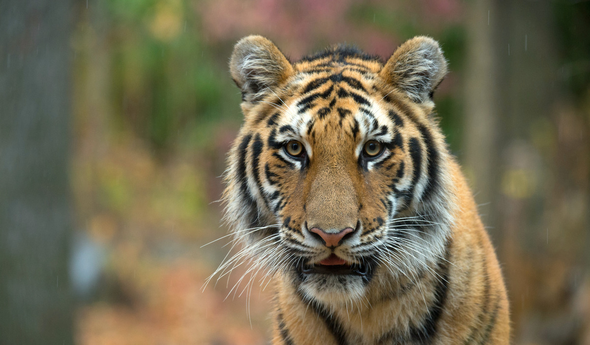 Bhutan Tiger Summit - WCS.org