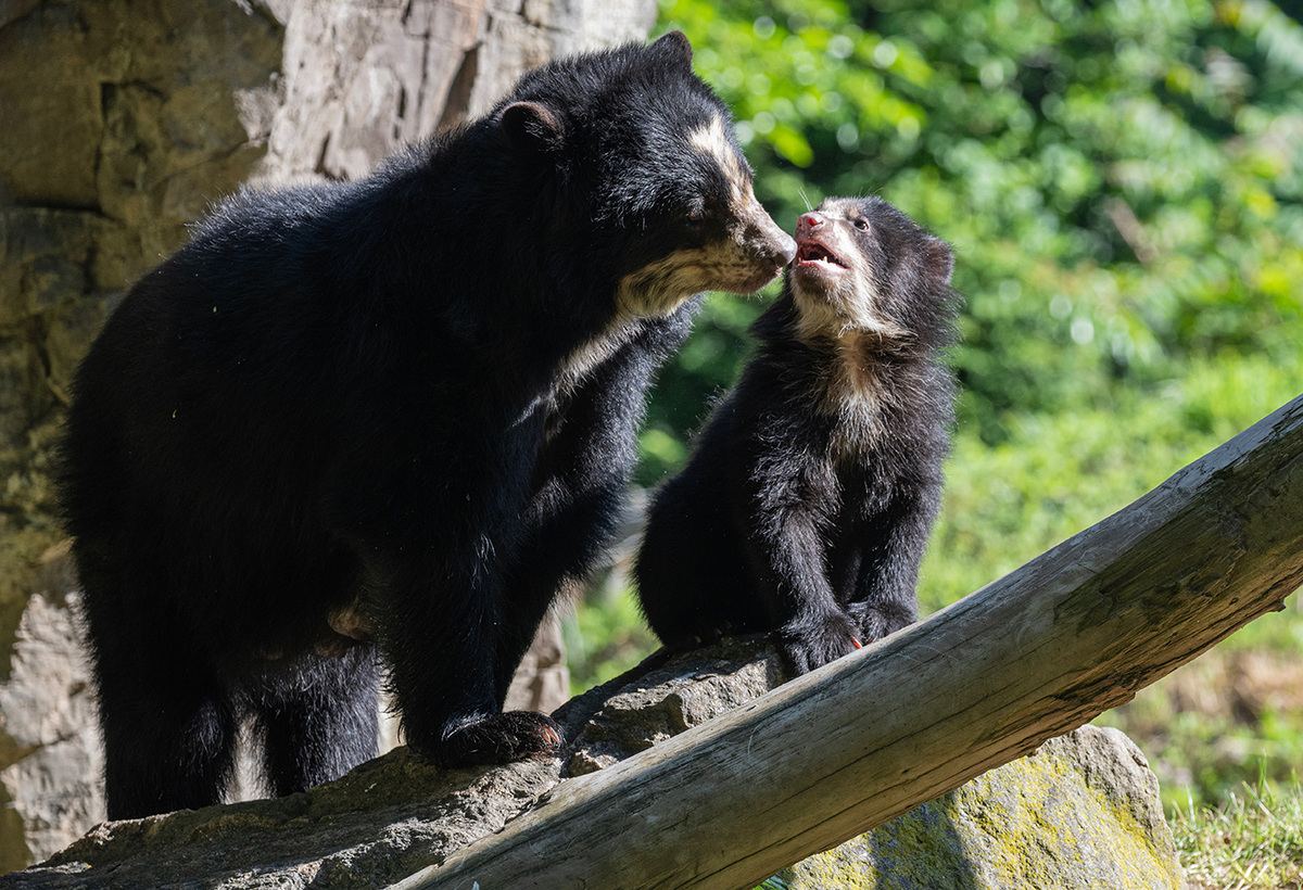 Beary Important Cub-date! - Queens Zoo