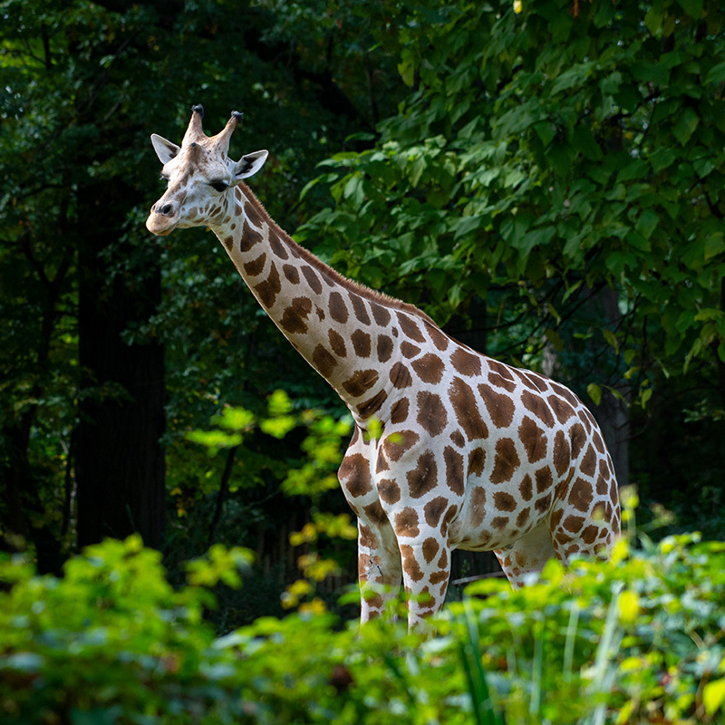 5 Facts for World Giraffe Day - WCS.org