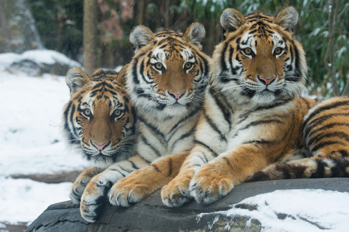 Bronx Zoo Family Programs - Bronx Zoo