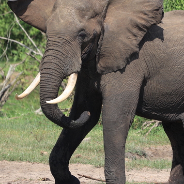 Elephant Quiz: How much do you know about elephants? - WCS.org