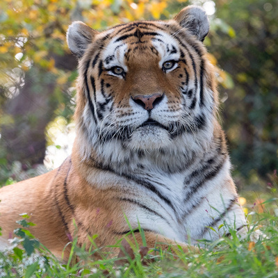 Saving Wildlife and Wild Places - Bronx Zoo