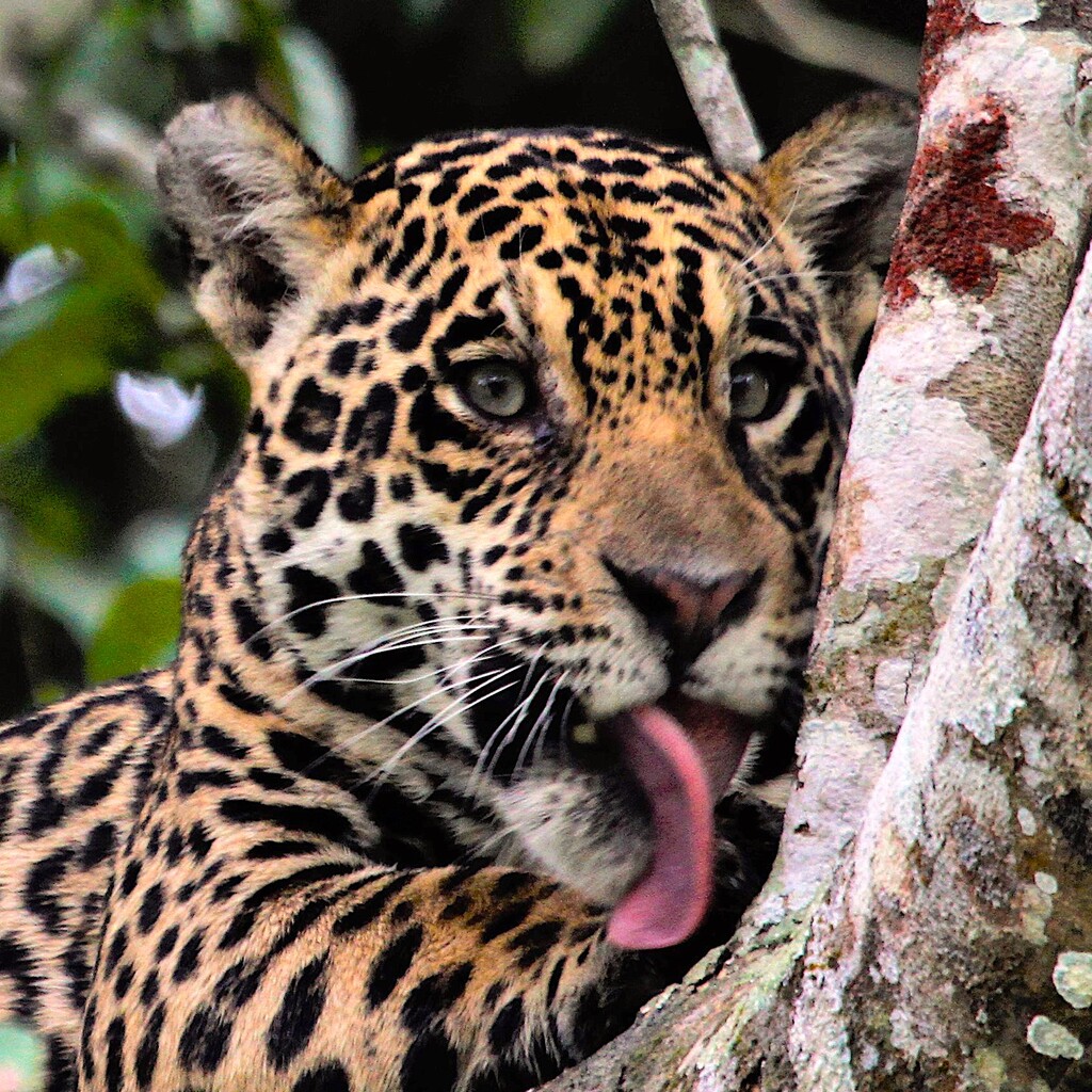 WCS at CBD CoP16 - WCS.org