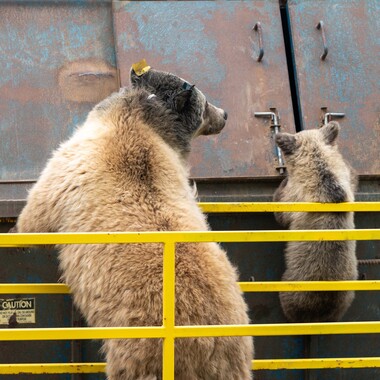 Arctic Beringia - WCS.org