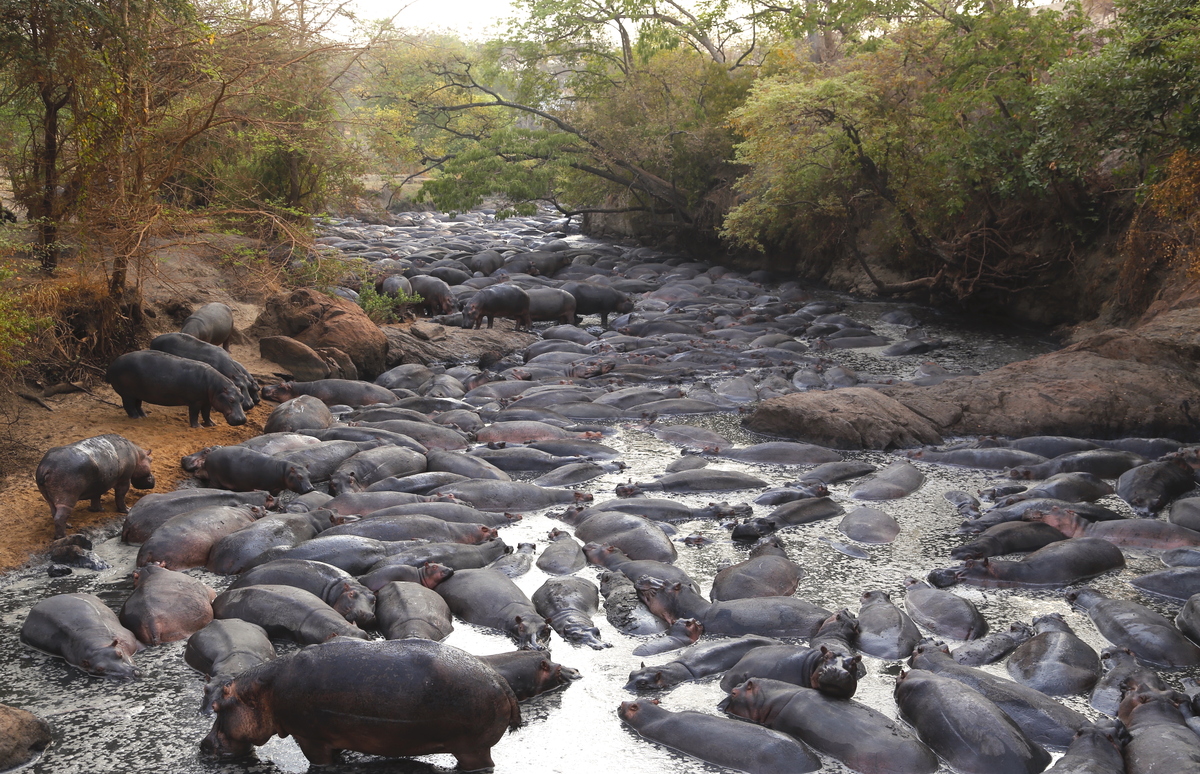 Our 10 Favorite Wildlife Images of 2024 - WCS.org