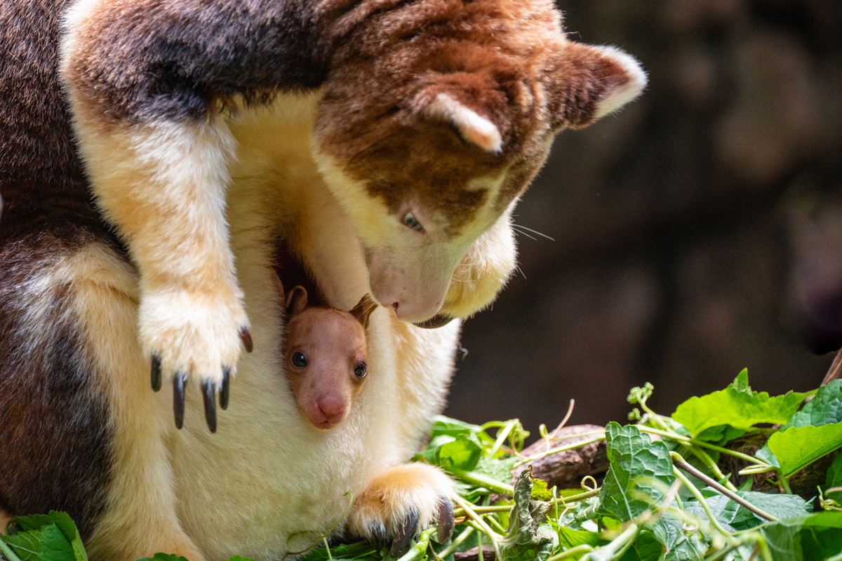 Our 10 Favorite Wildlife Images of 2024 - WCS.org