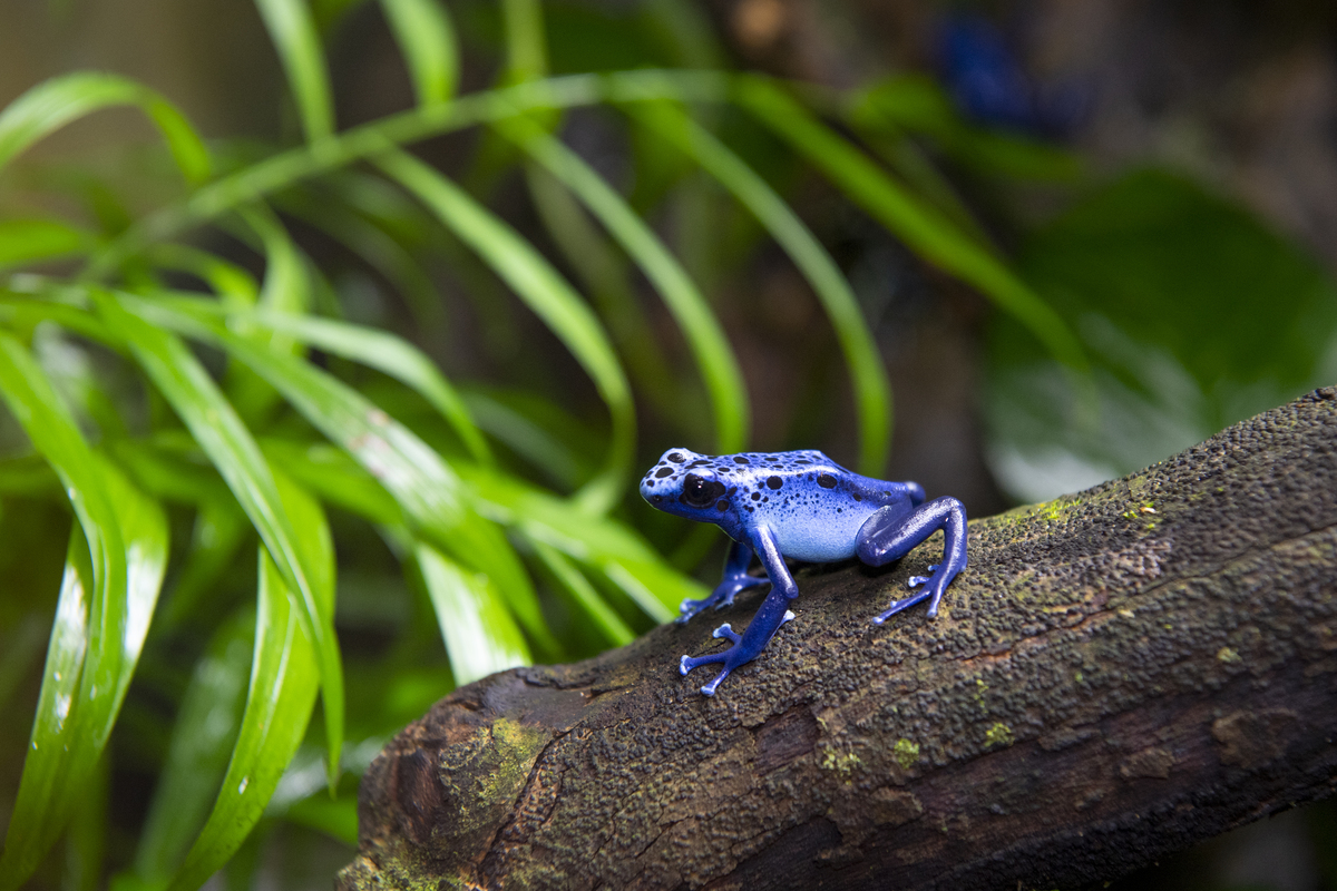 World of Reptiles - Bronx Zoo