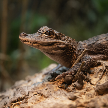 Exhibits - Bronx Zoo