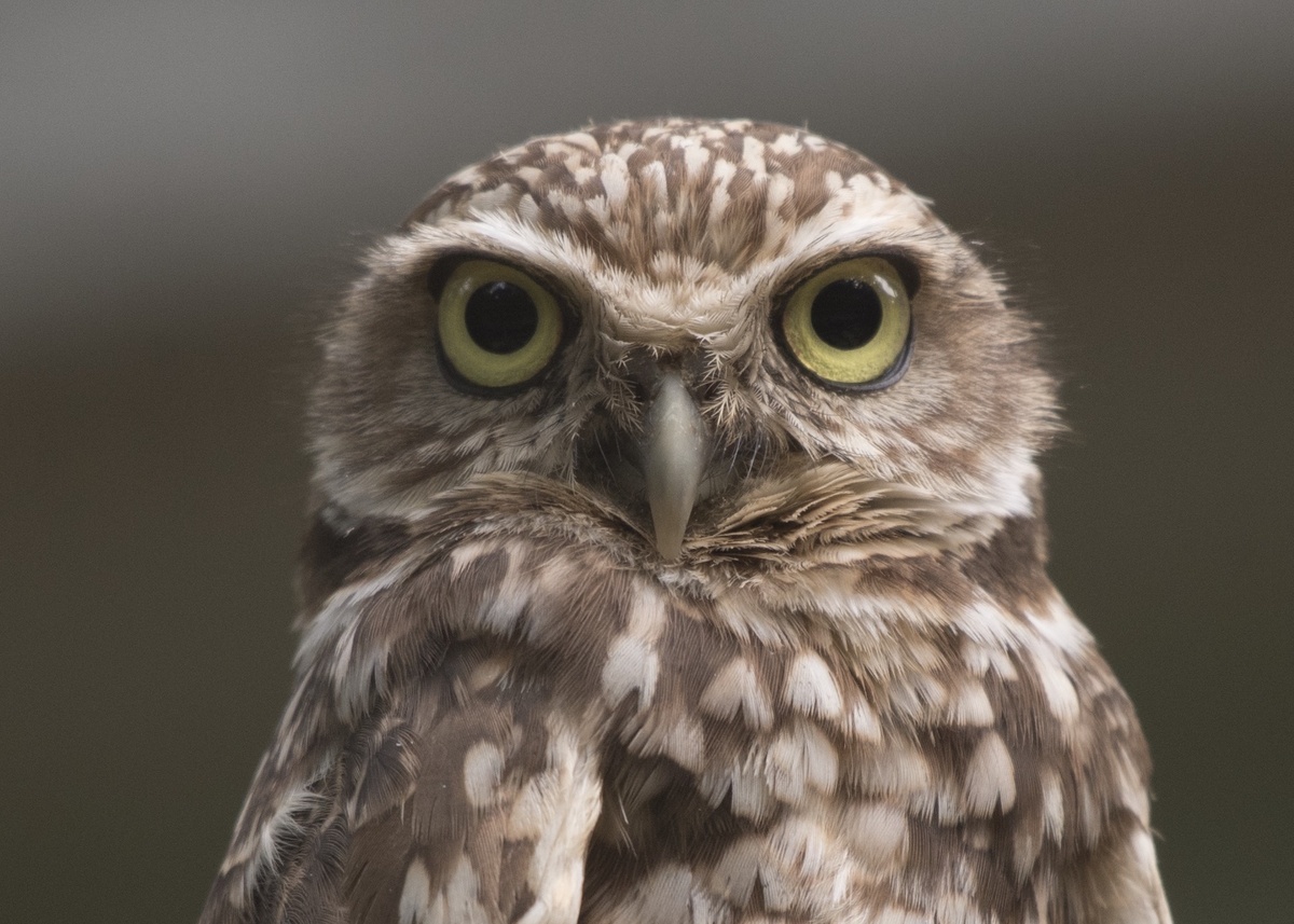 Superb Owl Photo Contest - WCS.org