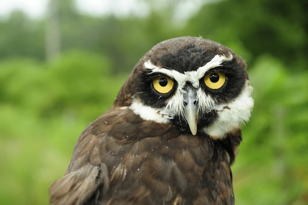Superb Owl Photo Contest - WCS.org
