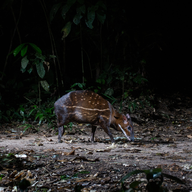 Unseen Rainforest - WCS.org