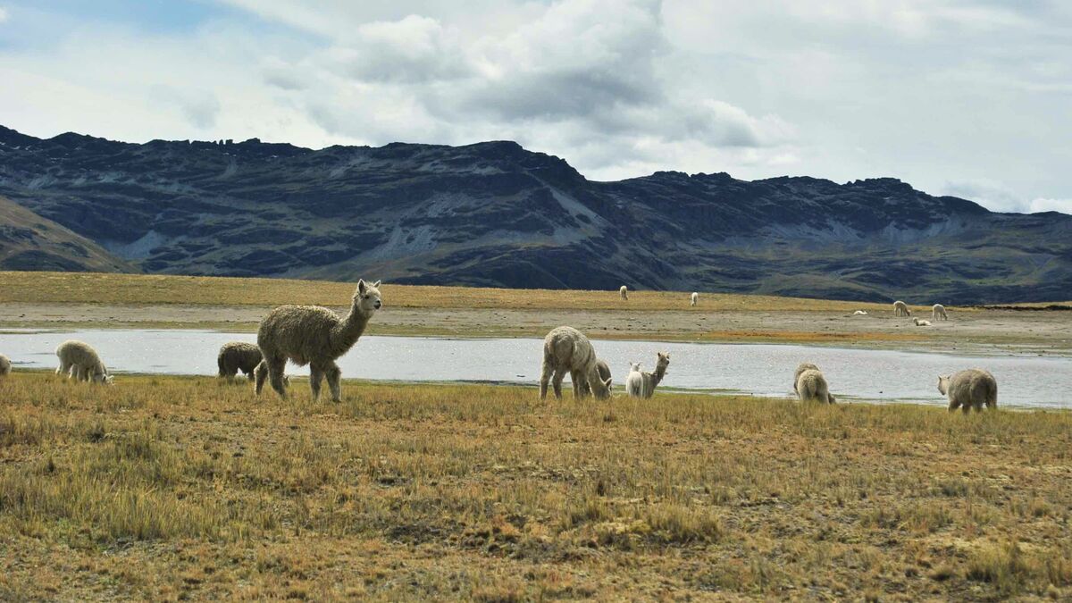 Peru - WCS.org