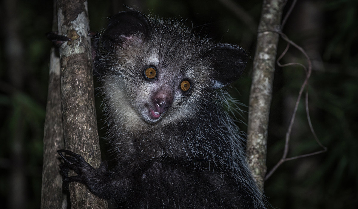 World of Darkness - Bronx Zoo