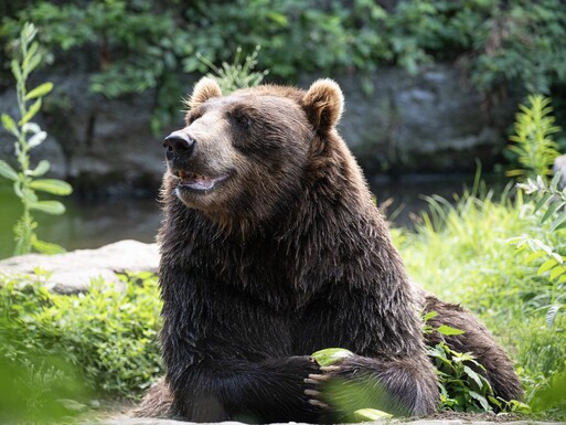 Girl Scouts & Cub Scouts - Bronx Zoo