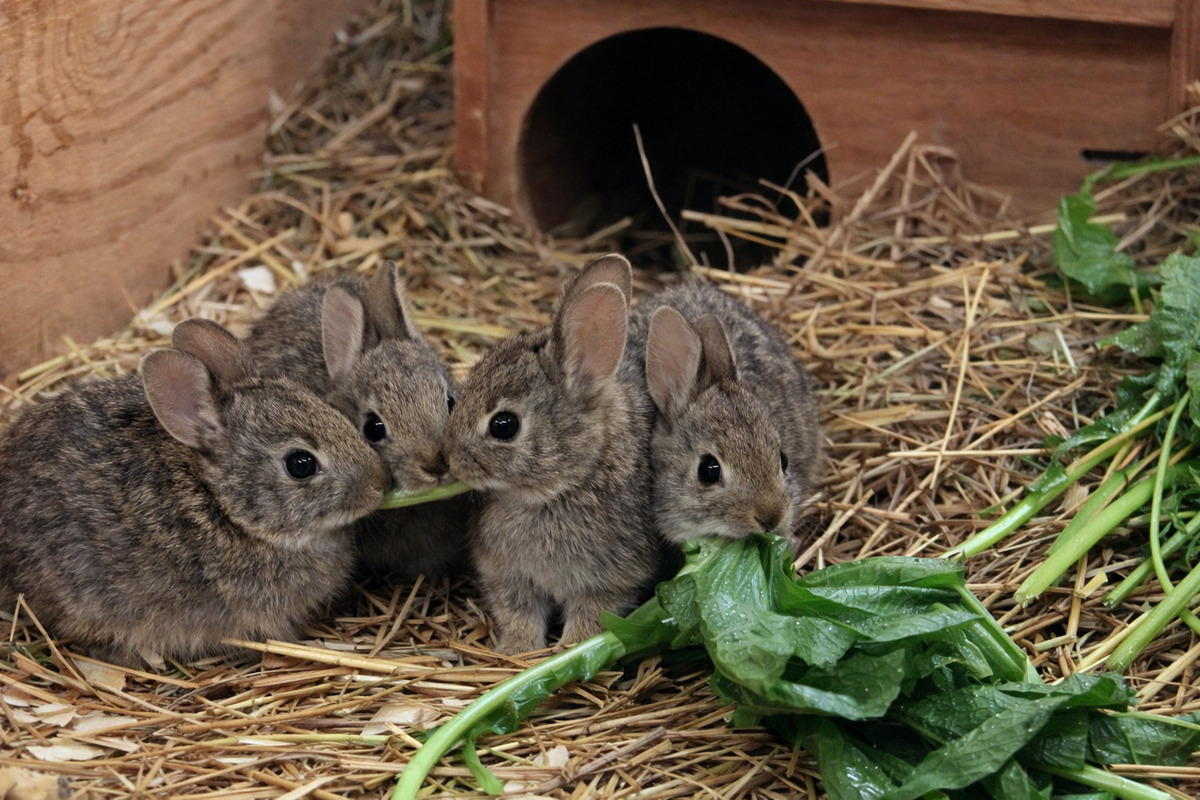 12 Favorite Stories and Photos from 2025 - WCS.org