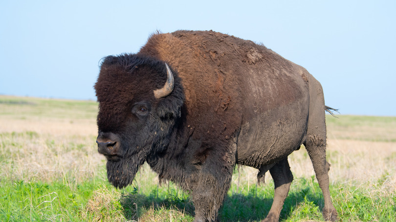Saving Wildlife and Wild Places - WCS.org